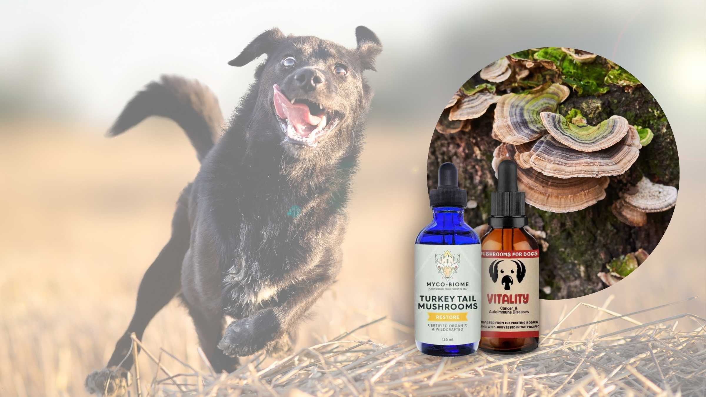 Turkey Tail Mushroom for Pets | Health Benefits, Sourcing, & More ...