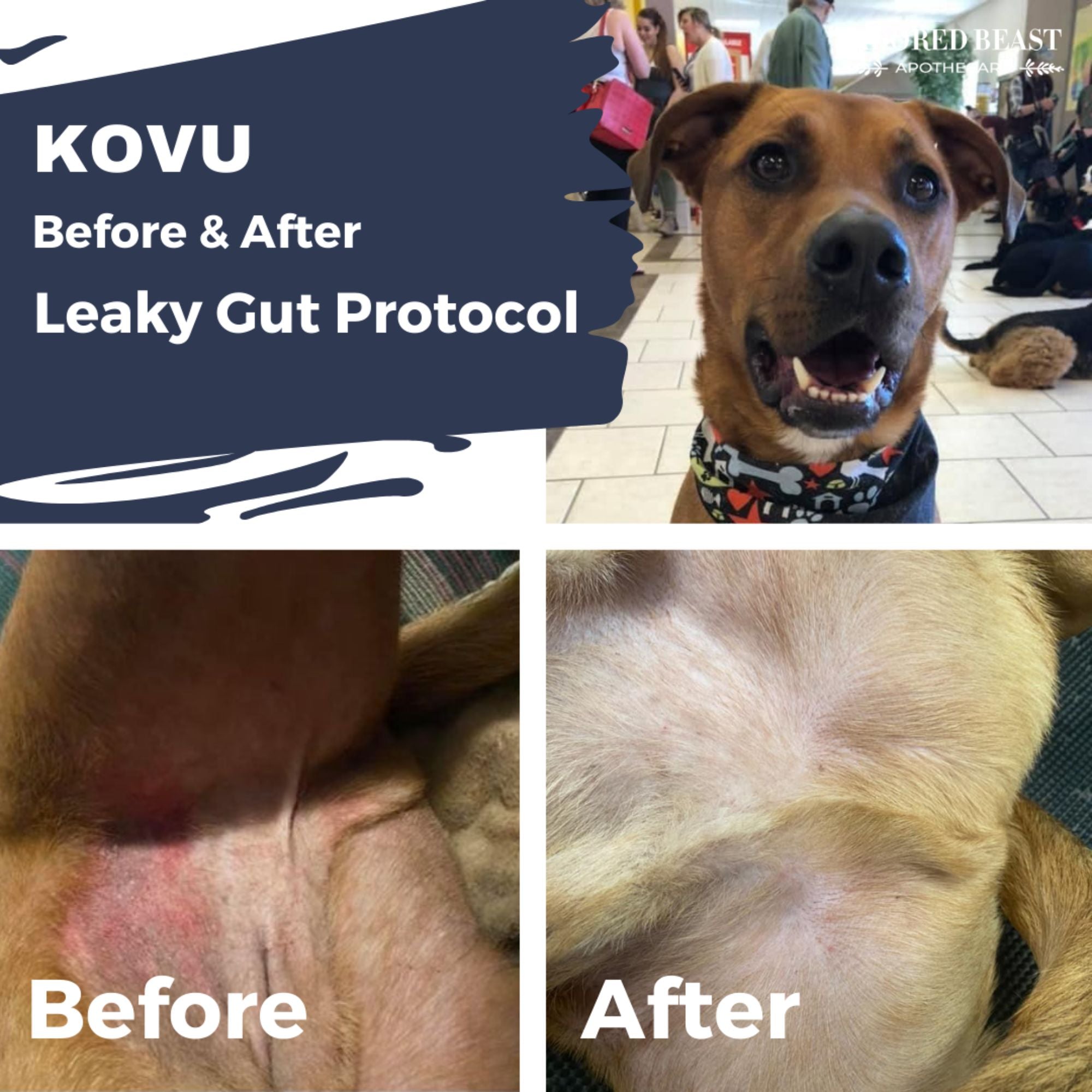 Leaky Gut Protocol | Natural Supplements for Cats and Dogs – PAWDEGA USA